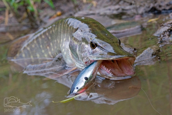 Fotografie Štika obecná (esox lucius) | fotoblog libora jabůrka
