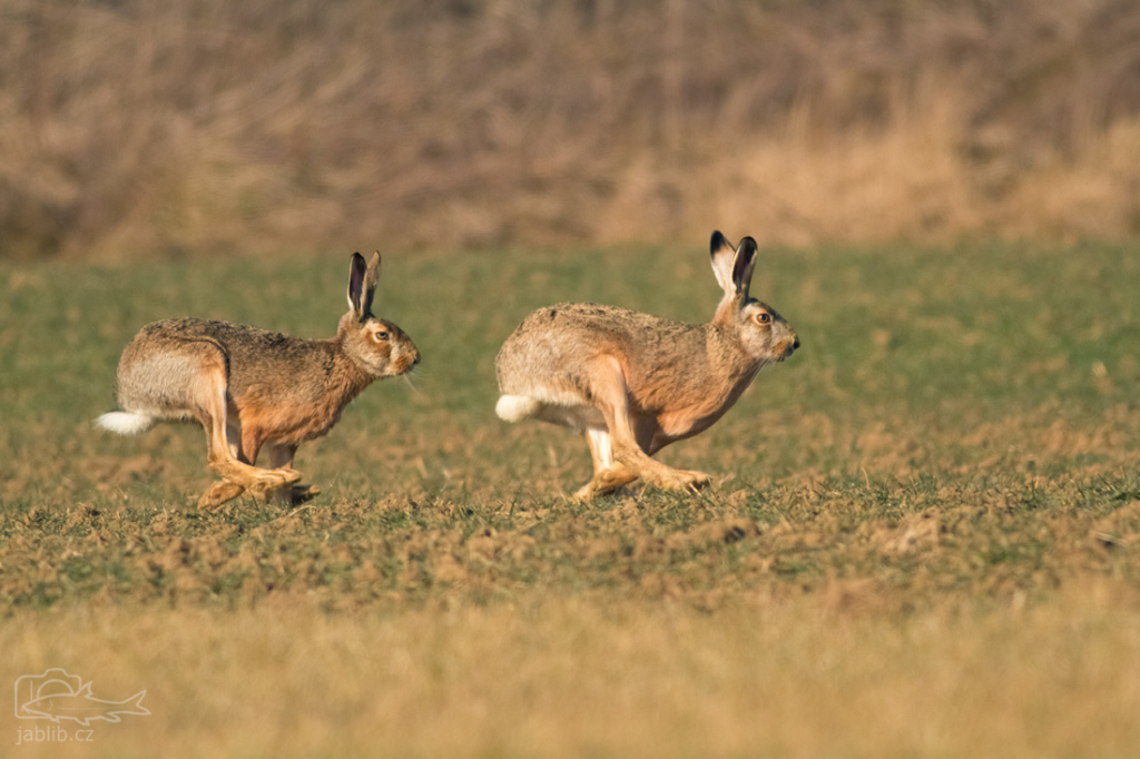 Zajíc polní (Lepus europaeus), honcování | Příroda | jablib.cz