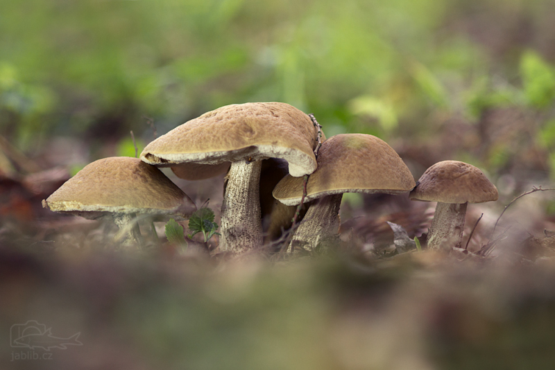 Kozák habrový (Leccinum carpini) | Houby | jablib.cz